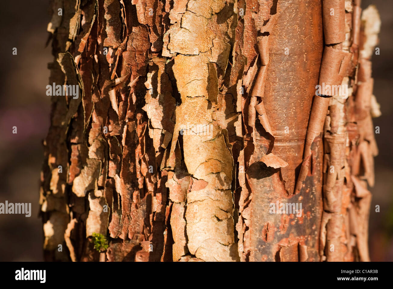 The bark of Acer griseum, Paperbark Maple Stock Photo - Alamy