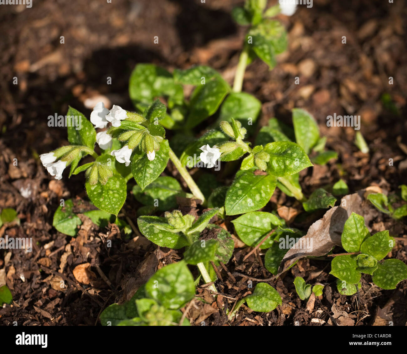 Pulmonaria sissinghurst white hi-res stock photography and images - Alamy