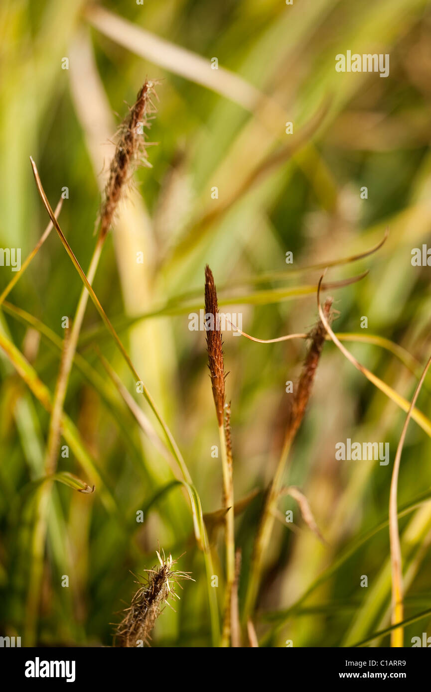 Carex morrowii variegata hi-res stock photography and images - Alamy