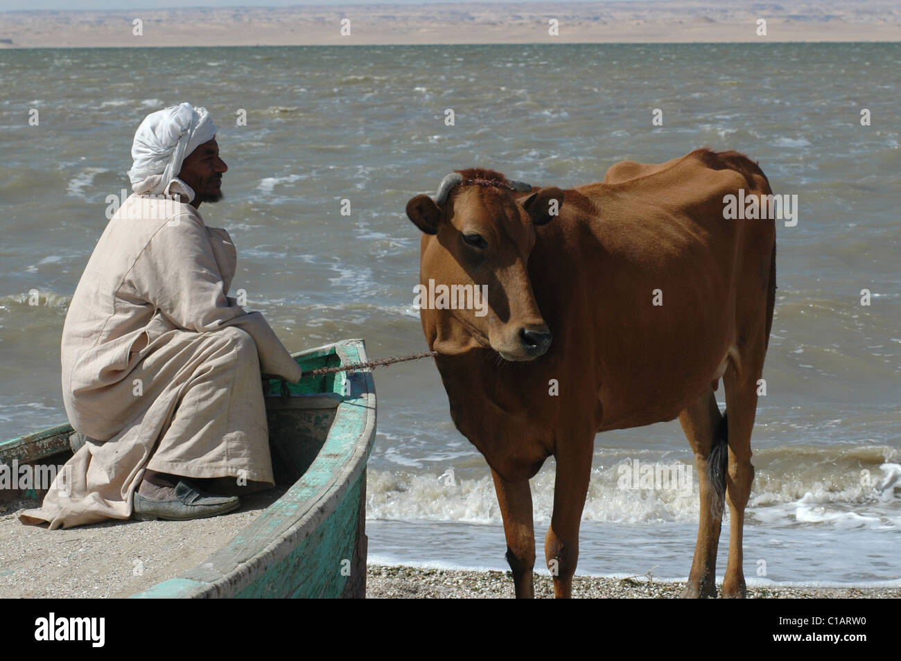 Lake Qarun, Fayoum Oasis, Egypt -- A farmer with his cow on the shores ...