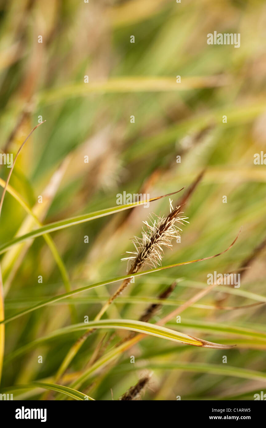 Carex variegata hi-res stock photography and images - Alamy