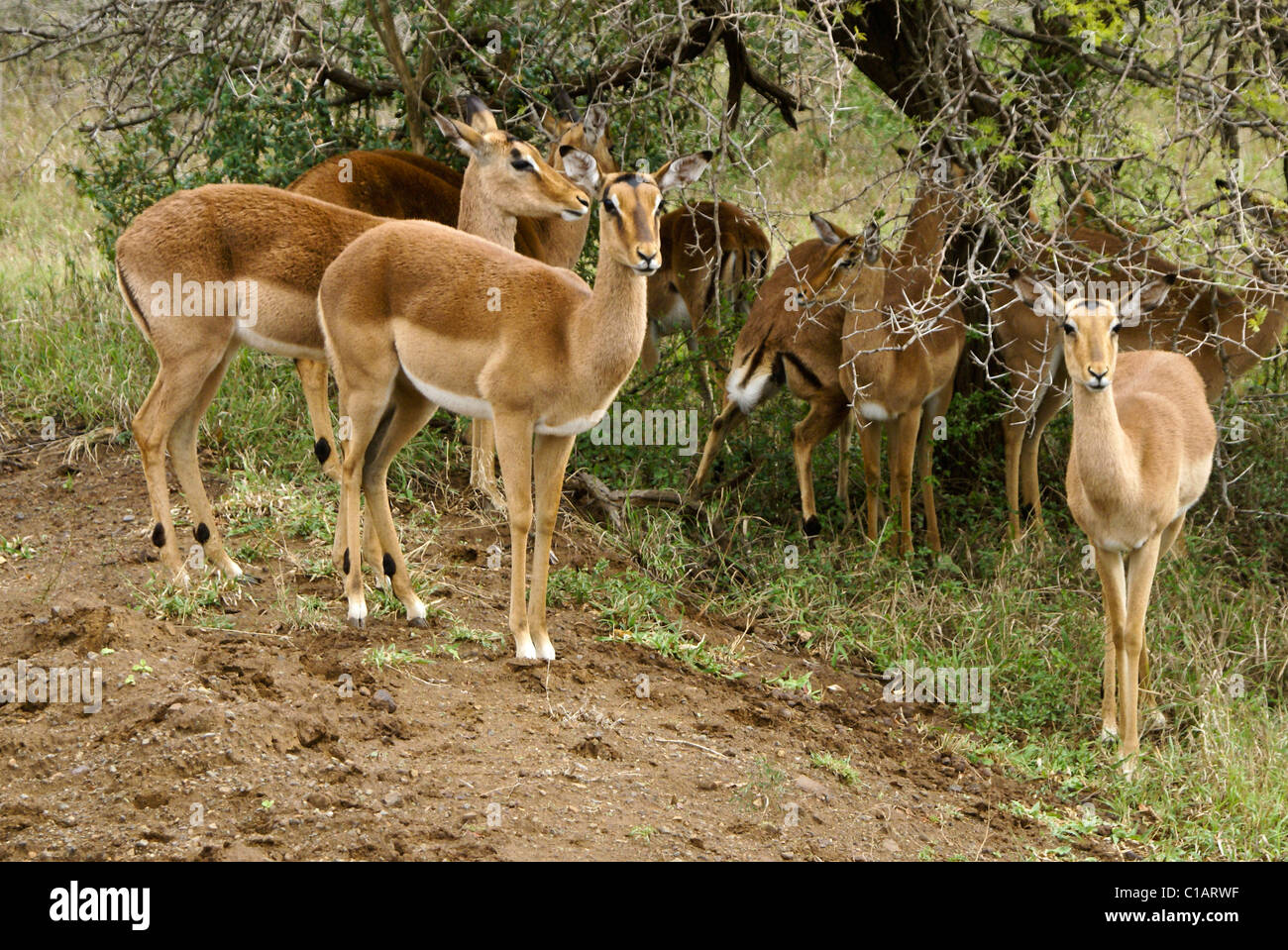 Female impalas, Hluhluwe Game Reserve, Kwazulu-Natal, South Africa ...
