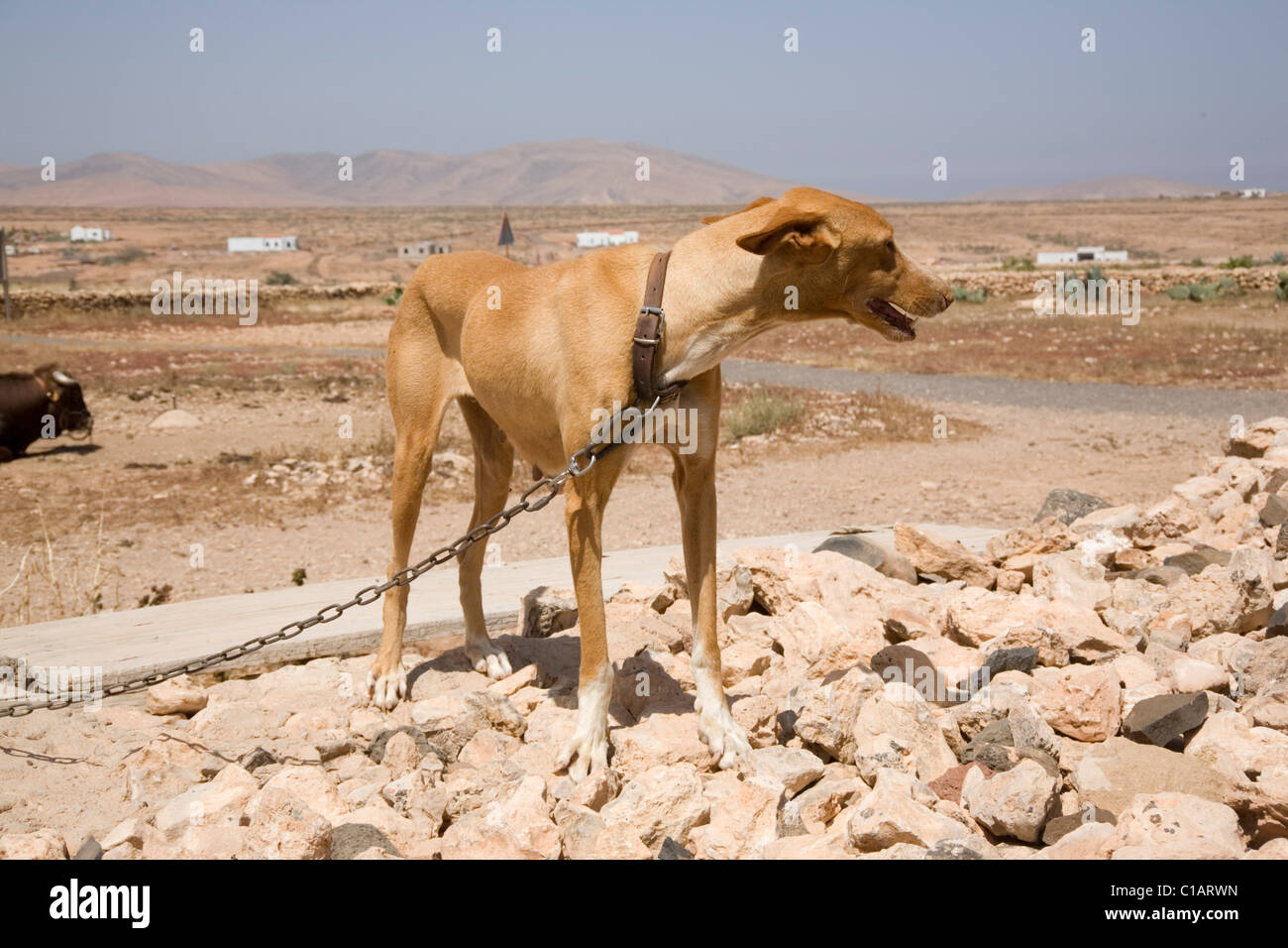 Spain Canary Islands Fuerteventura dog hunting Stock Photo - Alamy