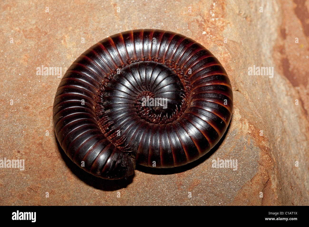Giant millipede coiled in defensive position Mombasa Kenya Stock Photo ...
