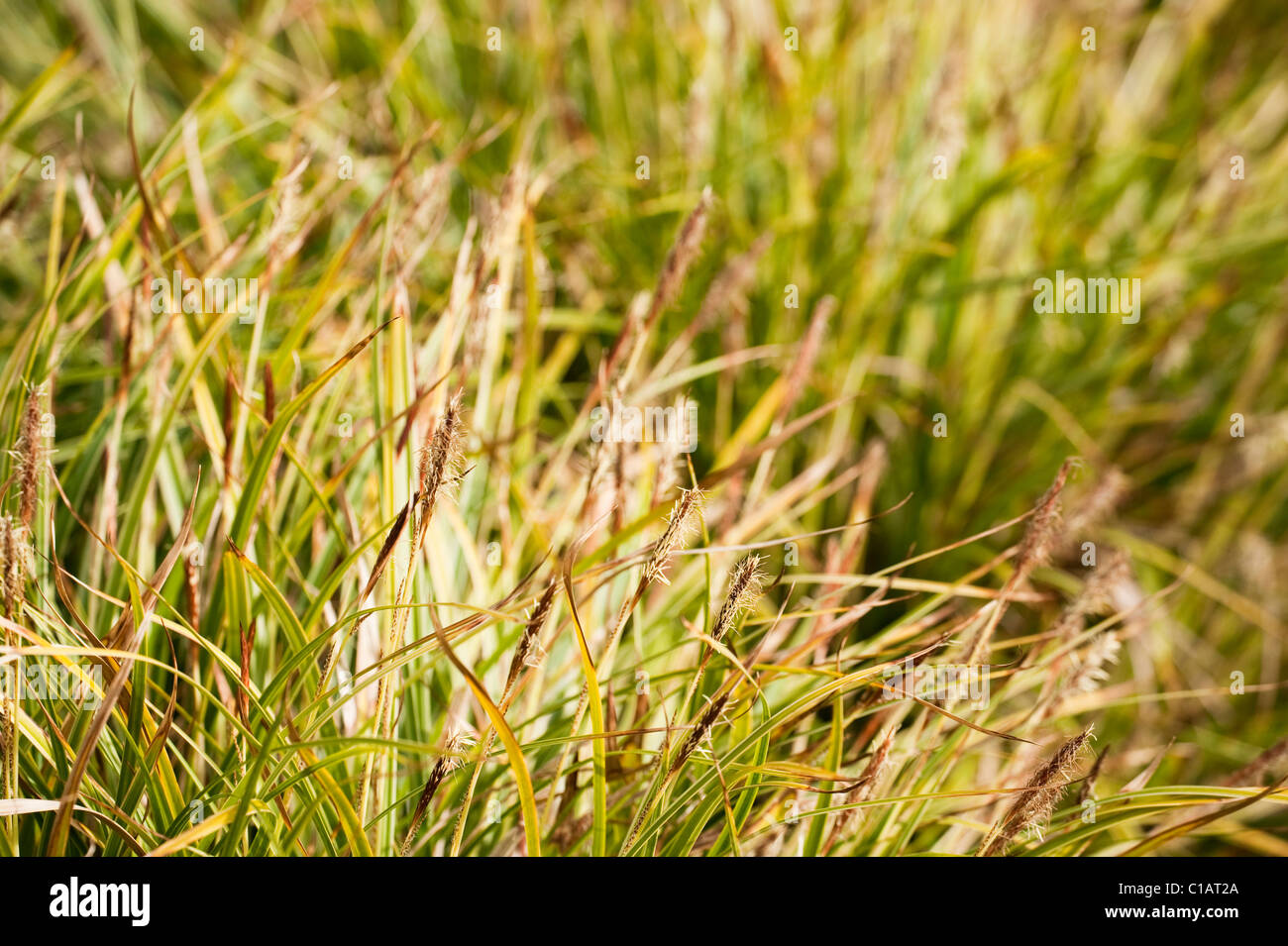 Carex morrowii ‘Variegata’, Japanese Grass Sedge, in March Stock Photo ...