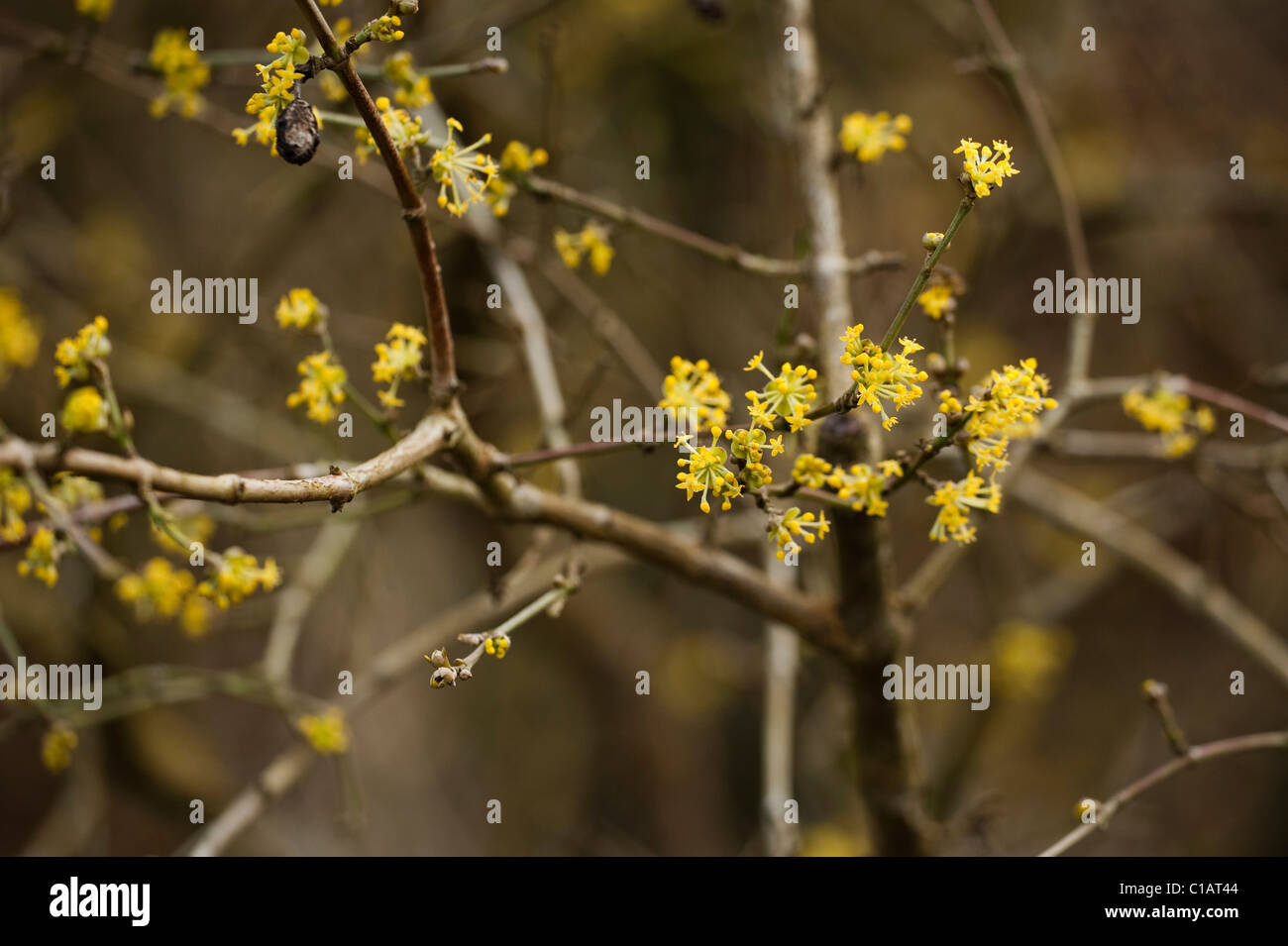 Cornus mas, Cornelian Cherry, in bloom Stock Photo - Alamy