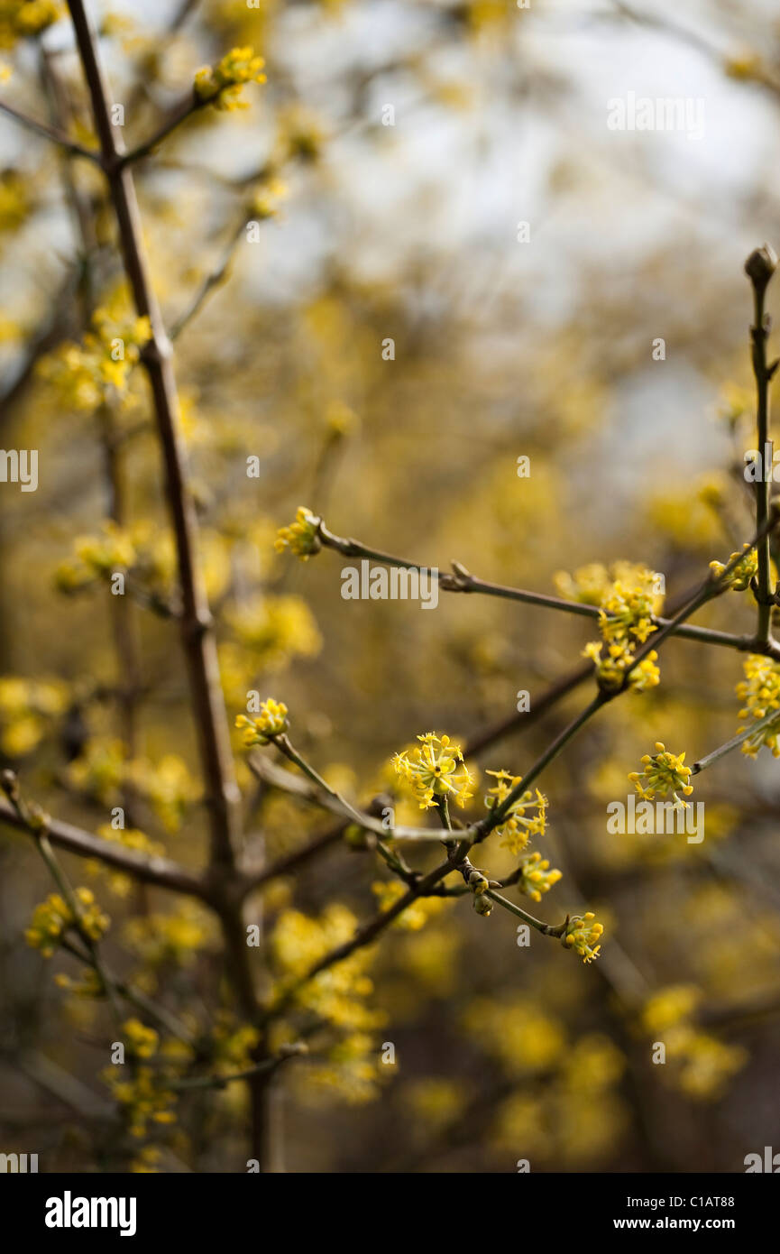 Cornus mas, Cornelian Cherry, in bloom Stock Photo - Alamy