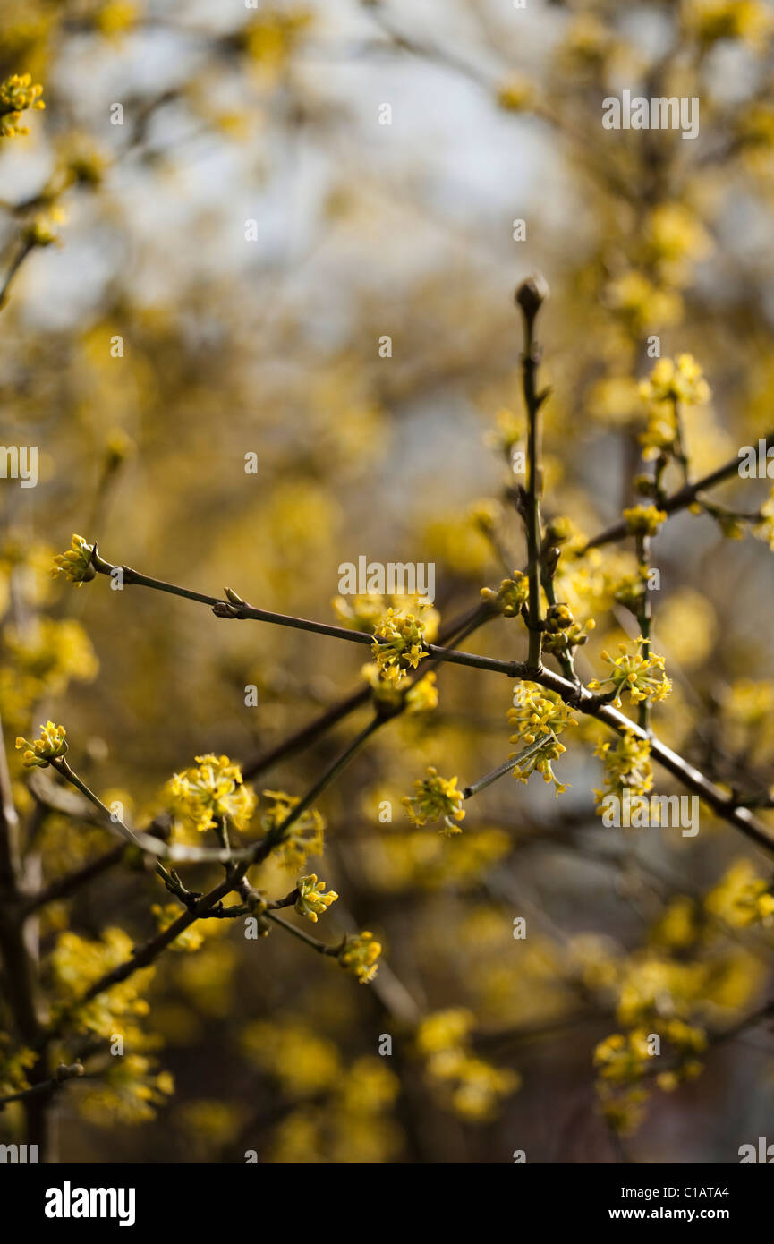 Cornelian cherry cornus mas uk hi-res stock photography and images - Alamy
