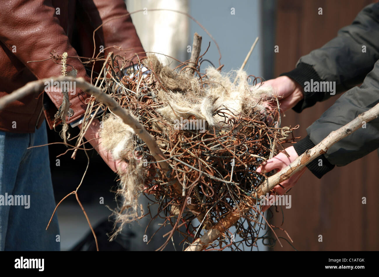 Tough birds make nests from wire These hard-as-nails birds have crafted ...