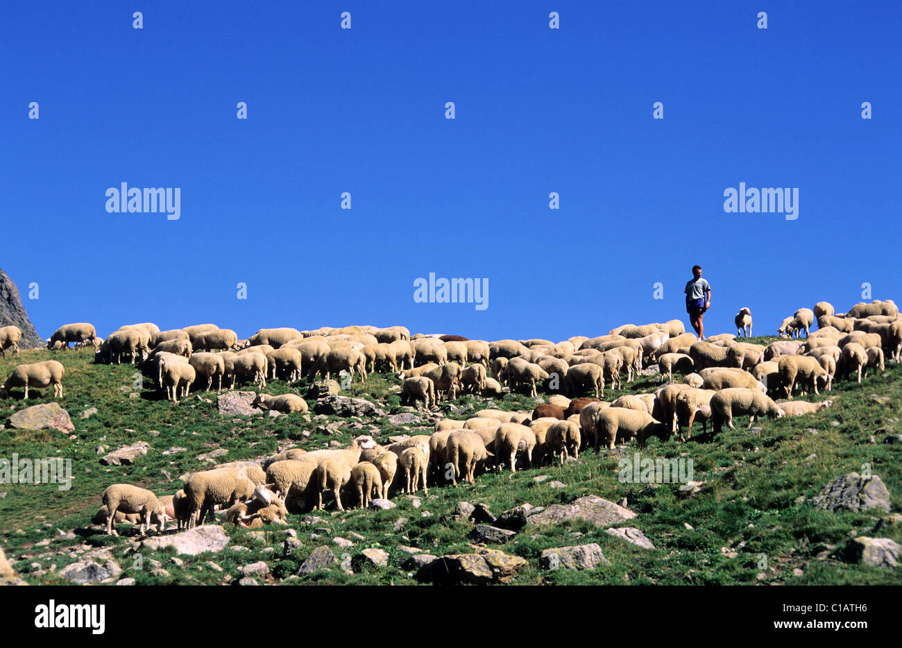 France, Isere, shepherd and its flock of sheep in the Ecrins national ...