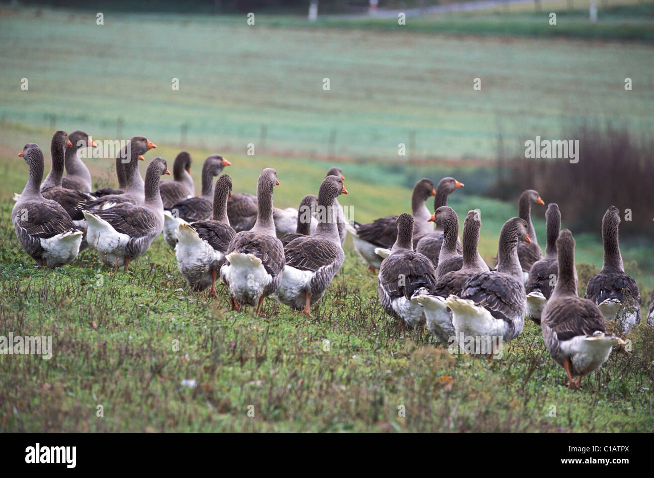 France, Gers, Demu, goose breeding Stock Photo - Alamy