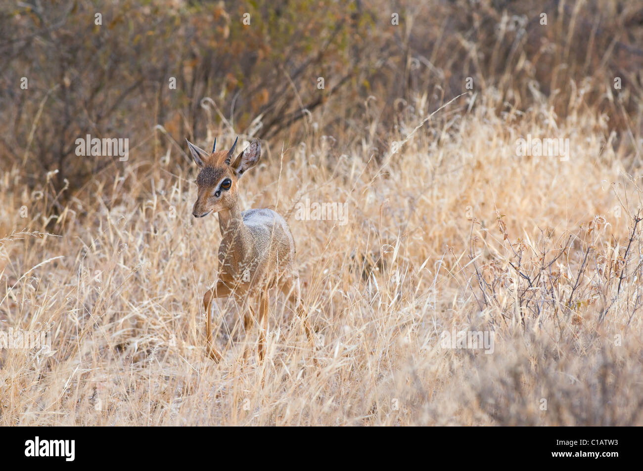Adult male Kirk's Dik-dik (Madoqua kirkii) running in grass in Samburu National Reserve, Kenya ...