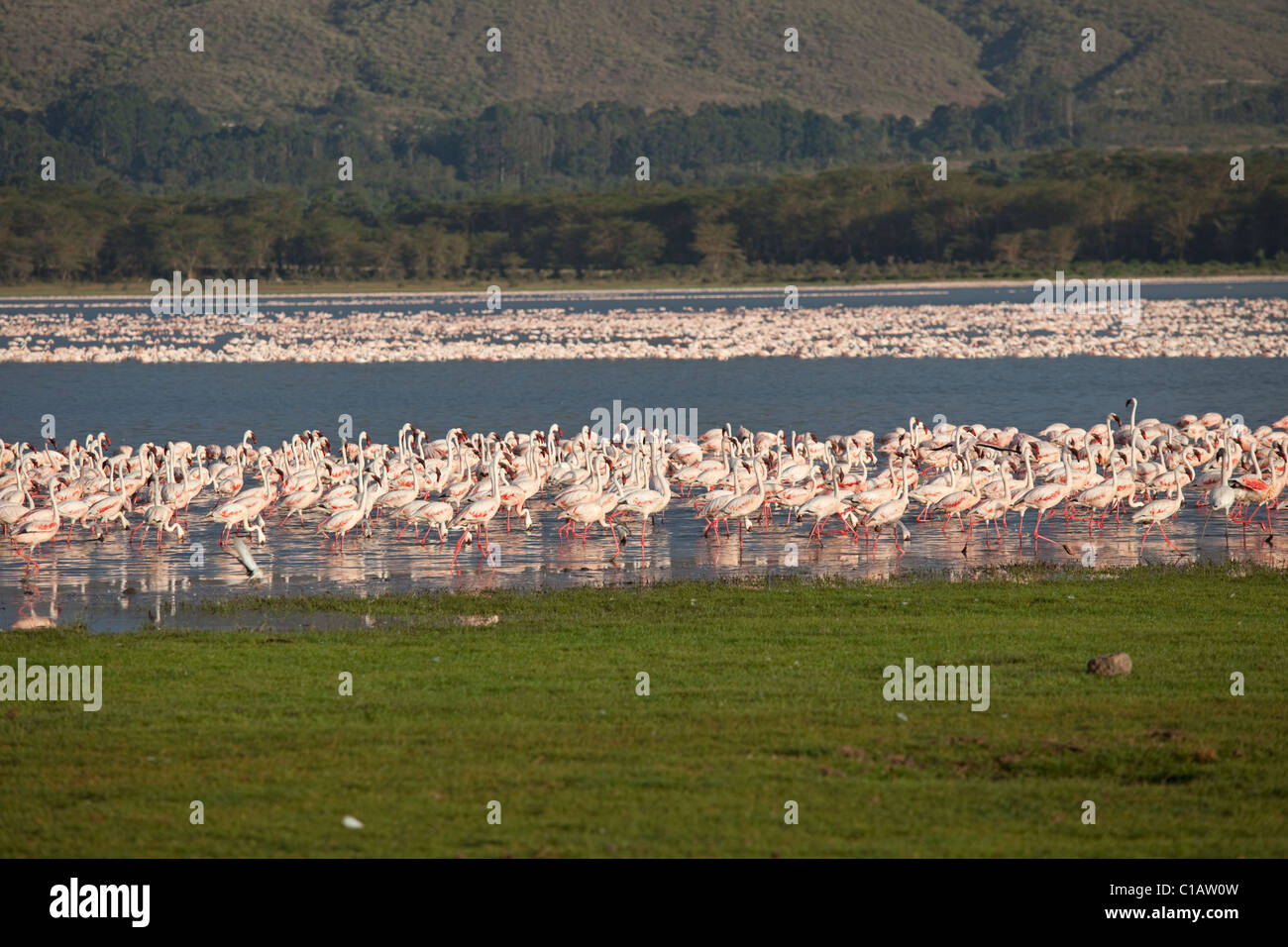 Lesser flamingo flock feeding Lake Olodien Lake Naivasha Rift Valley ...