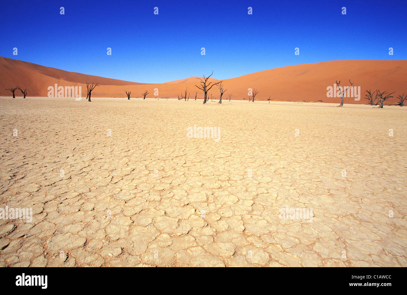 Namibia, Namib desert, Sossusvlei, Dead Vlei desert Stock Photo - Alamy