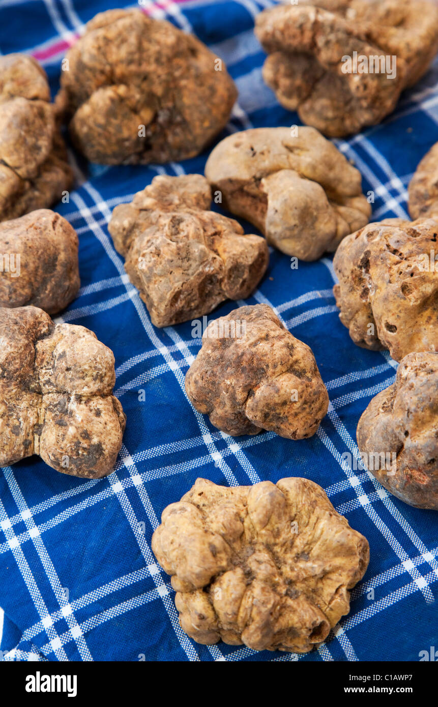 White truffles italy hi-res stock photography and images - Alamy