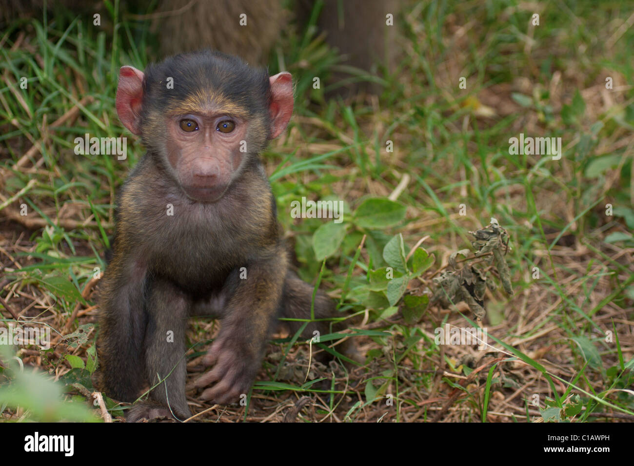 Baby baboon hi-res stock photography and images - Alamy