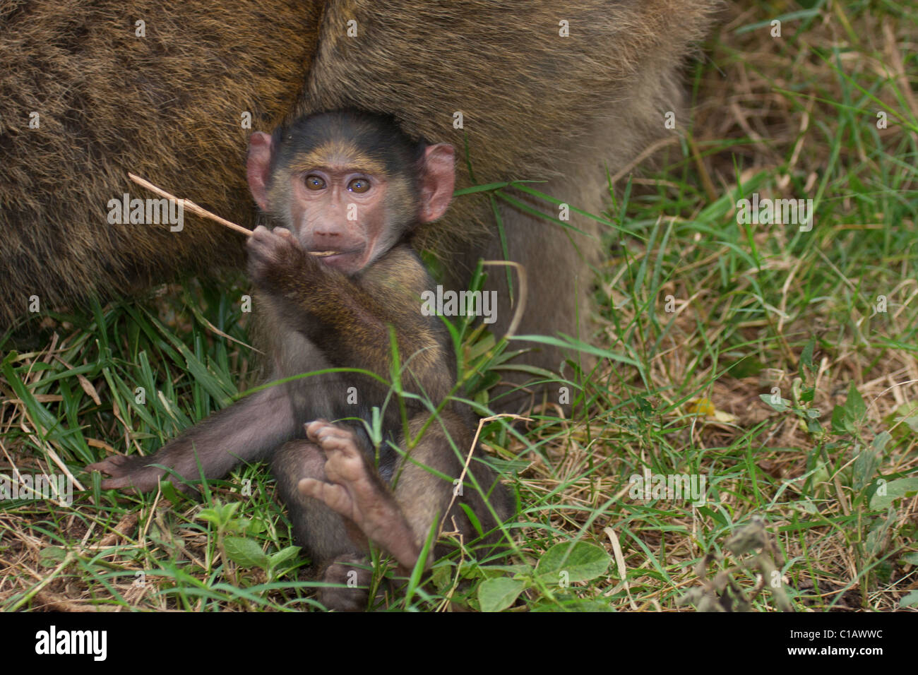 Baby baboon hi-res stock photography and images - Alamy