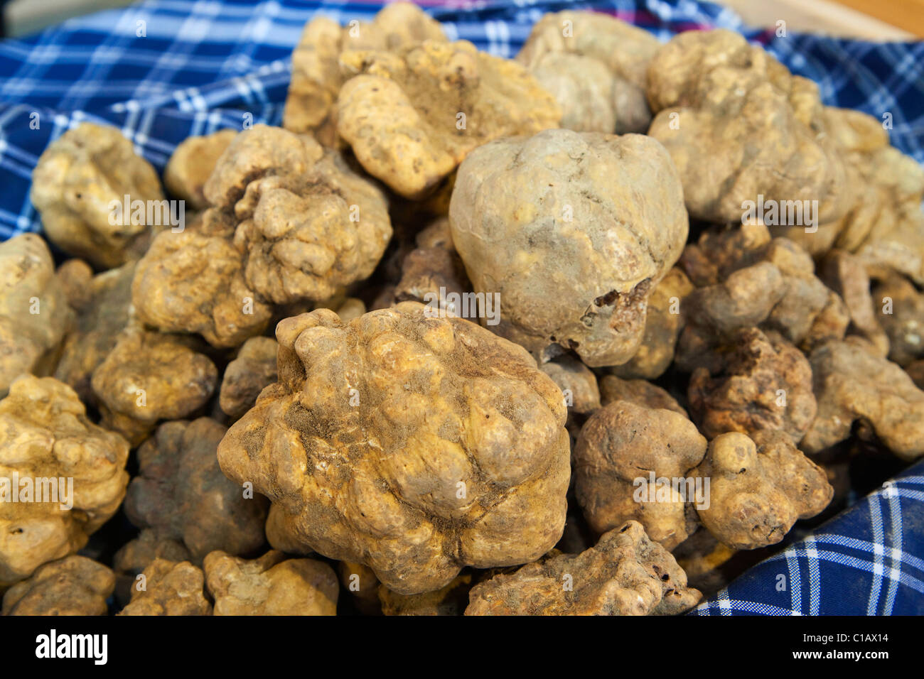 Moncalvo National Truffle Fair, a batch of truffles (Tuber magnatum ...