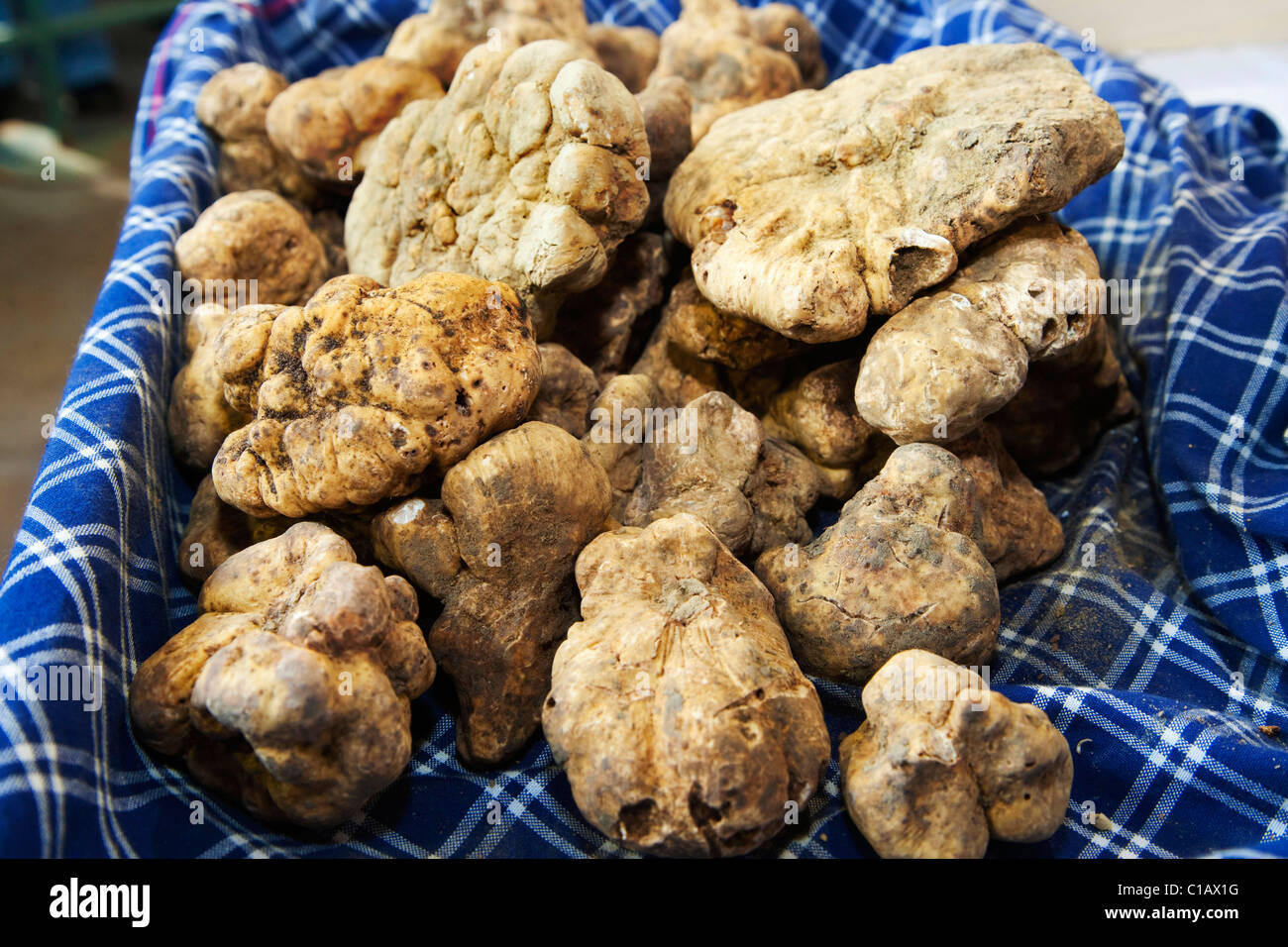 Moncalvo National Truffle Fair, a batch of truffles (Tuber magnatum ...