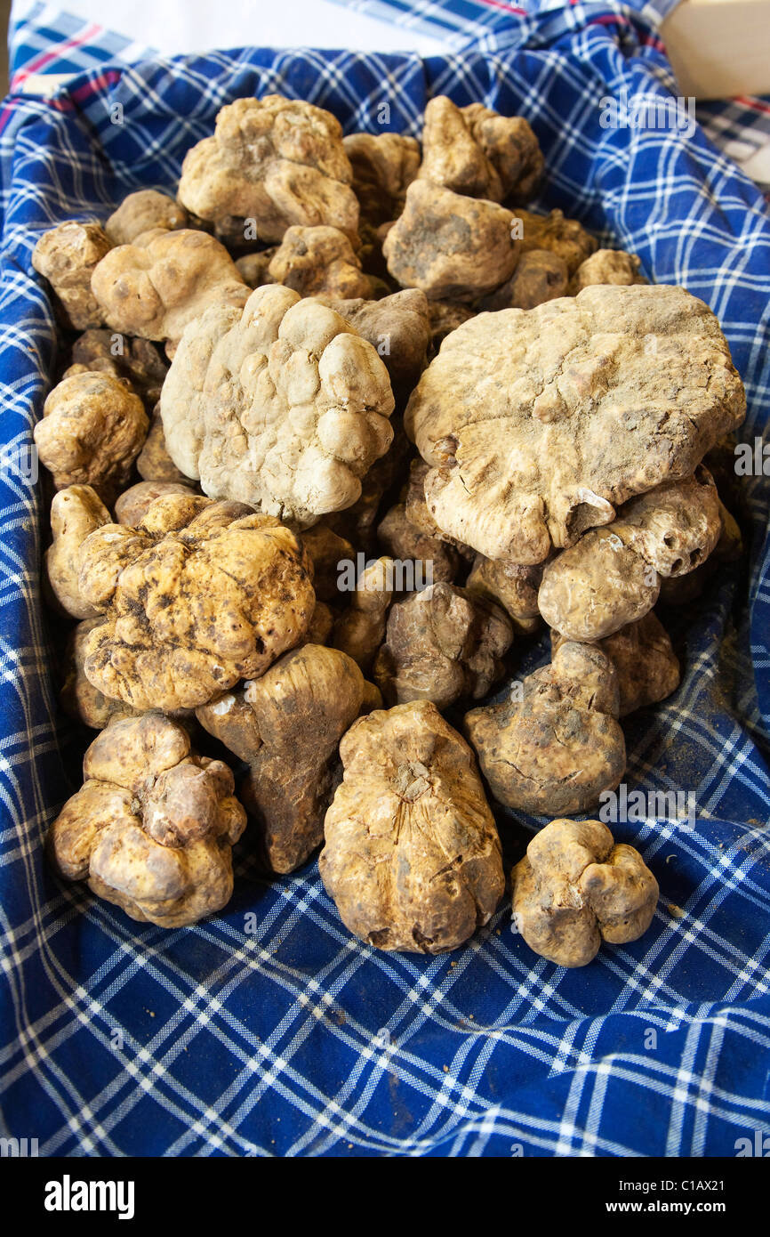 Moncalvo National Truffle Fair, a batch of truffles (Tuber magnatum ...