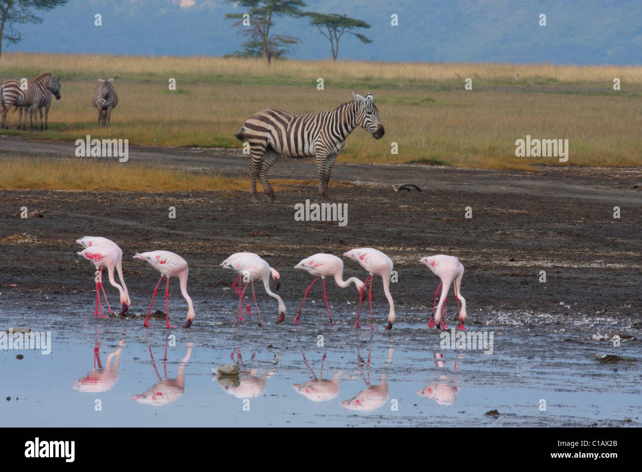 Zebra and Flamingo Stock Photo - Alamy