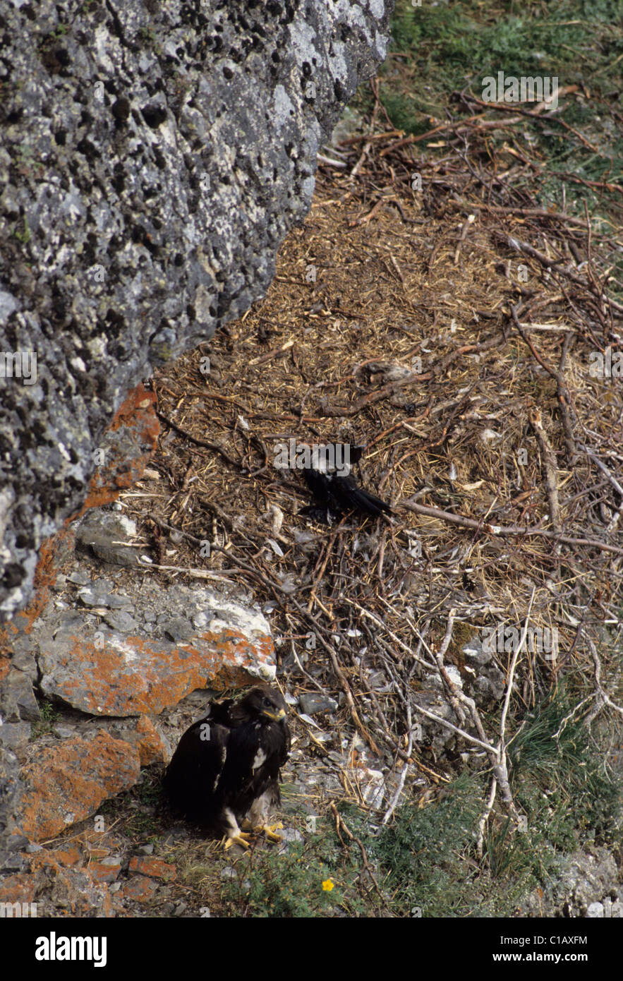 Golden Eagle in nest, radio tracking device, Denali National Park ...