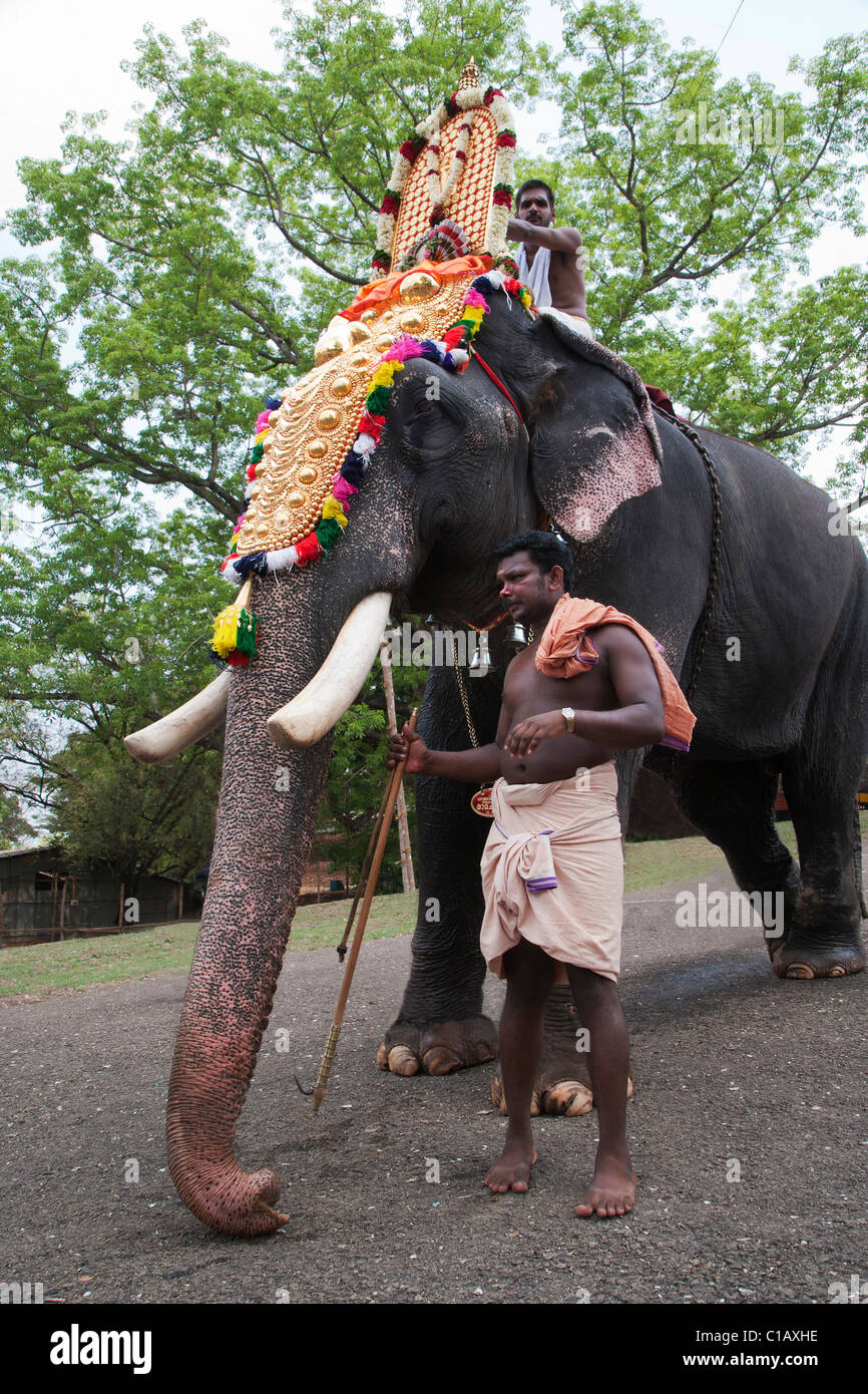 Elephant, Thrissur Pooram festival, Thrissur, Kerala, India, Asia Stock ...