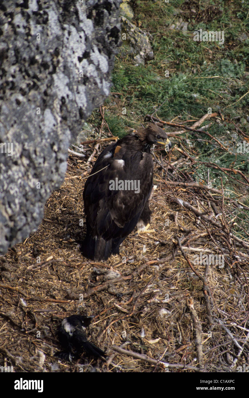 Golden Eagle in nest, radio tracking device, Denali National Park ...