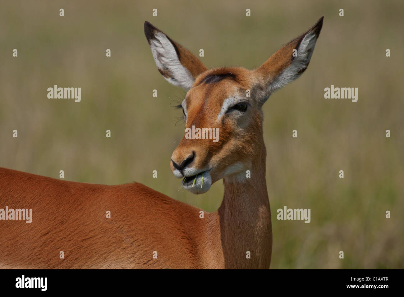 Chewing impala hi-res stock photography and images - Alamy