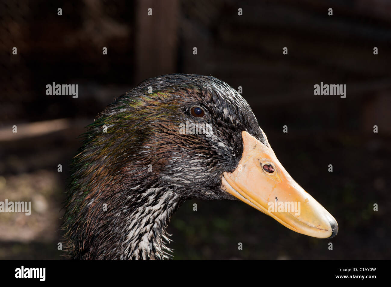 Silver Appleyard duck head in profile Stock Photo - Alamy