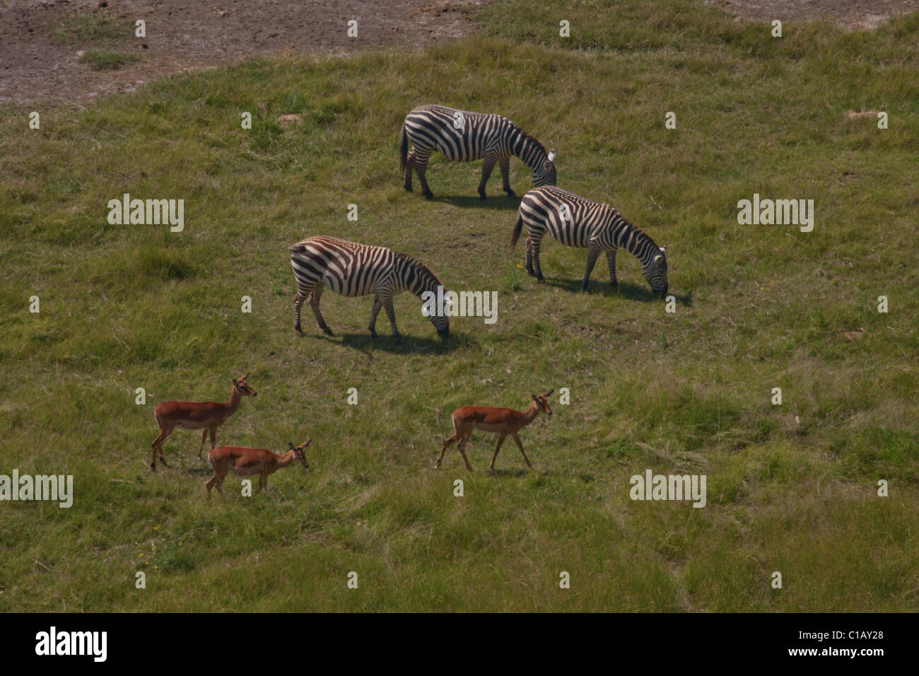 Zebra and impala hi-res stock photography and images - Alamy