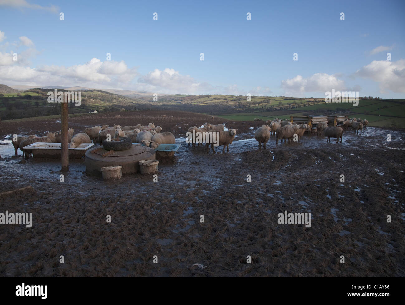 Sheep muddy field hi-res stock photography and images - Alamy
