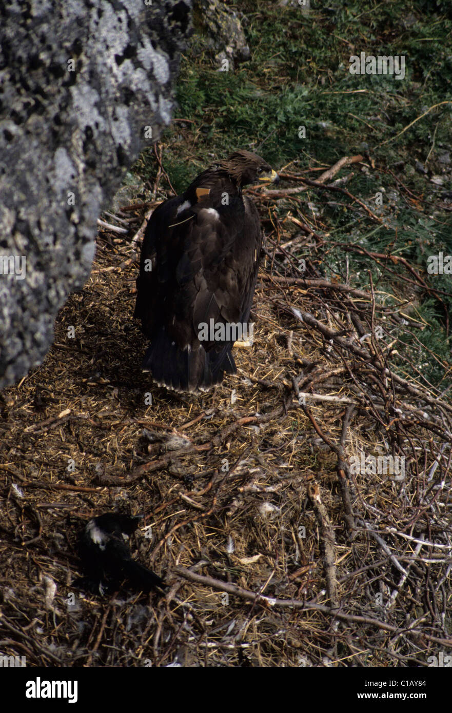 Golden Eagle in nest, radio tracking device, Denali National Park ...