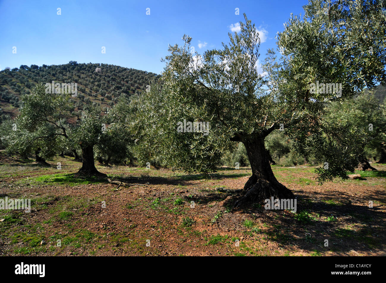 Mountains of Cordoba are covered with olive trees Stock Photo - Alamy