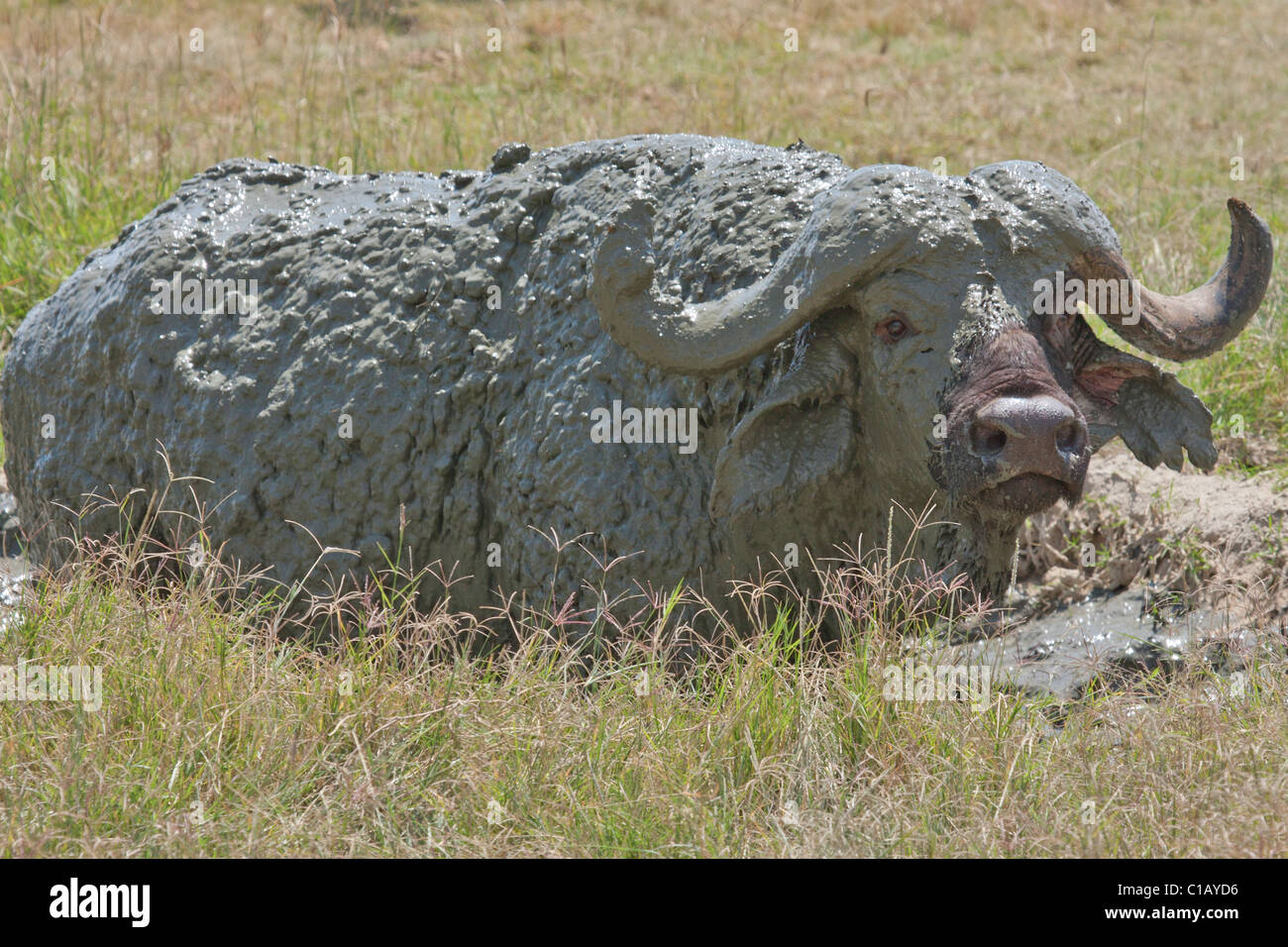 Buffalo wallow hi-res stock photography and images - Alamy