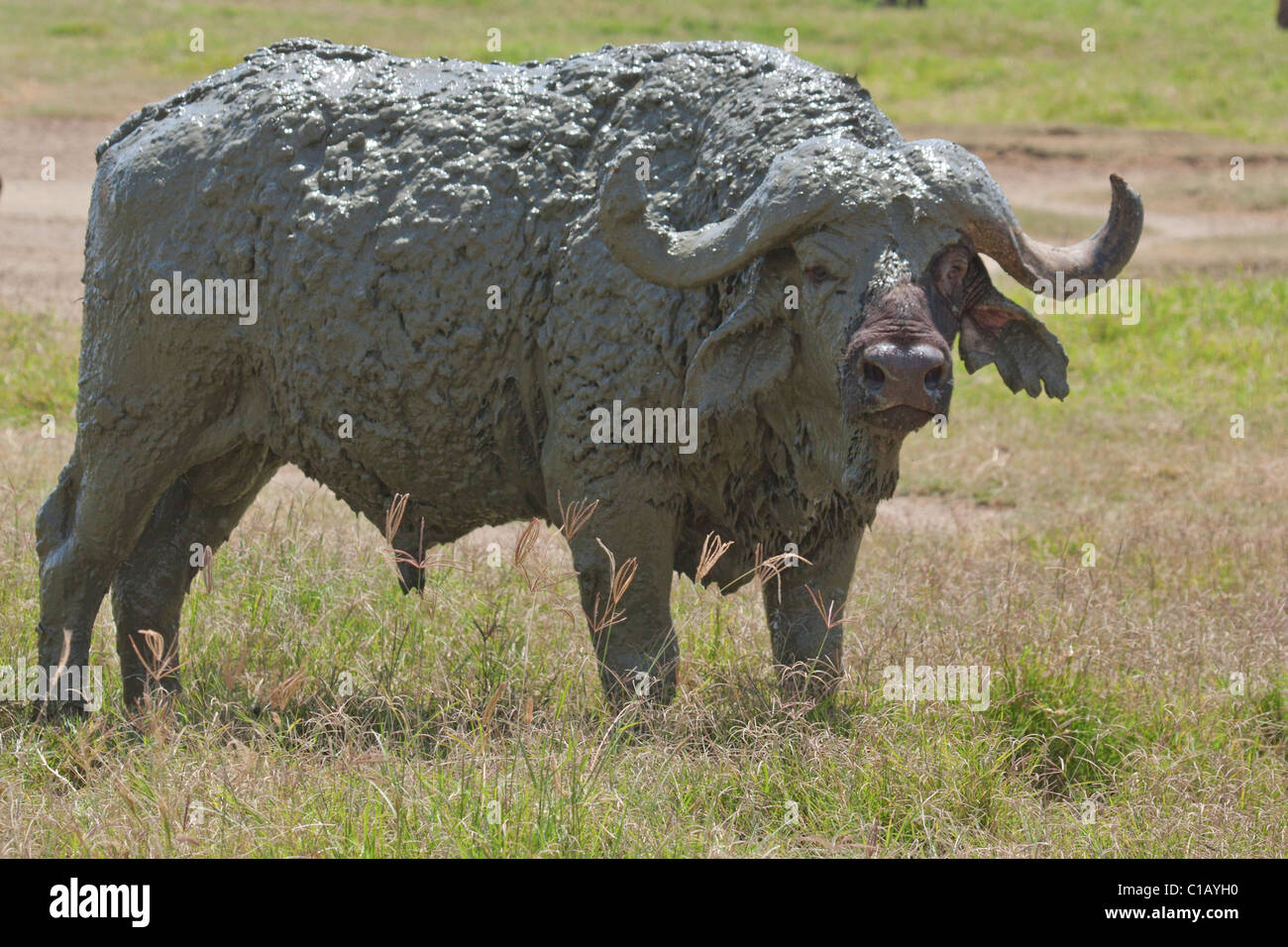 Buffalo wallow hi-res stock photography and images - Alamy