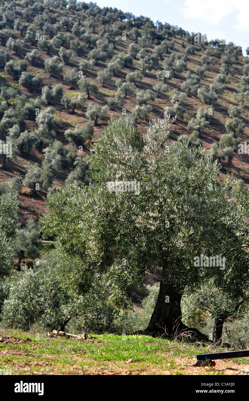Mountains of Cordoba are covered with olive trees Stock Photo - Alamy