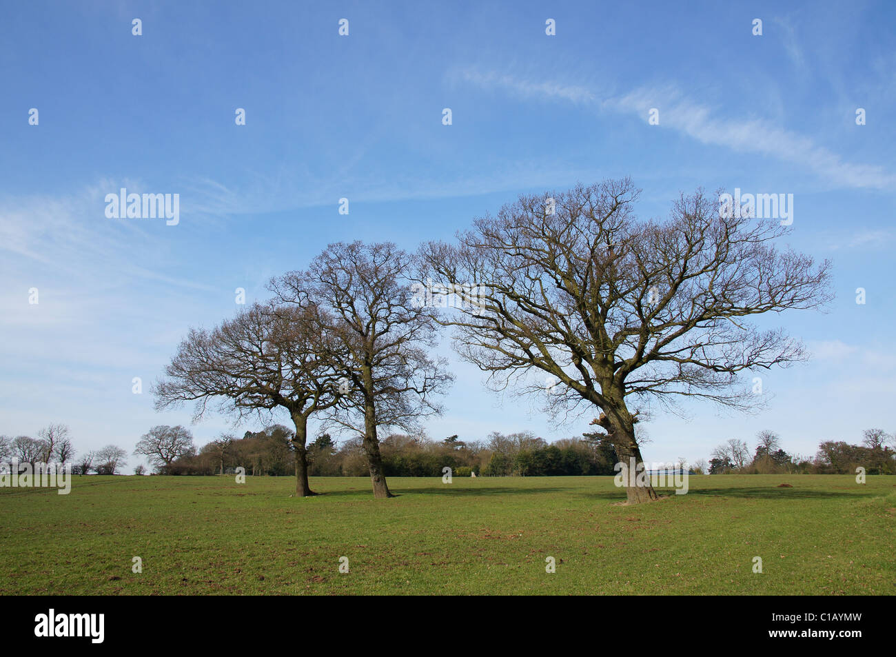 Trees in a country park between Mill Hill and Totteridge London Borough ...