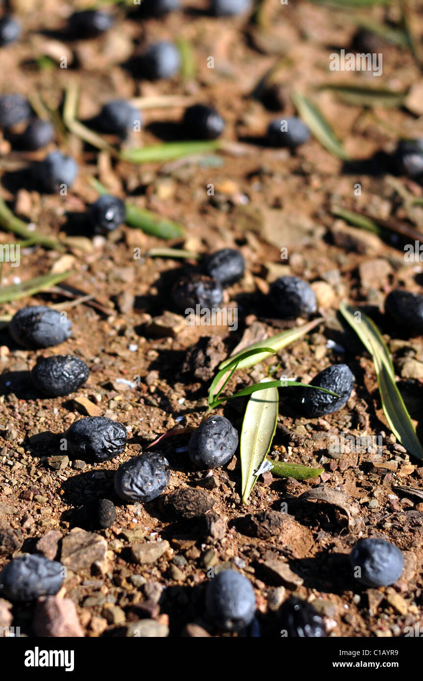 Mountains of Cordoba are covered with olive trees Stock Photo - Alamy