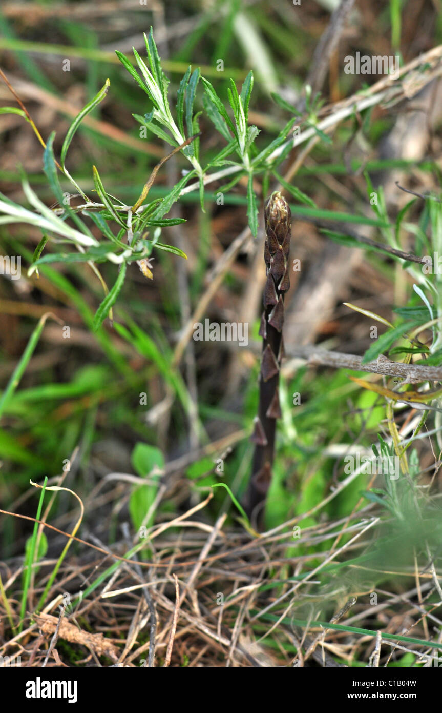 Asparagus in nature hi-res stock photography and images - Alamy