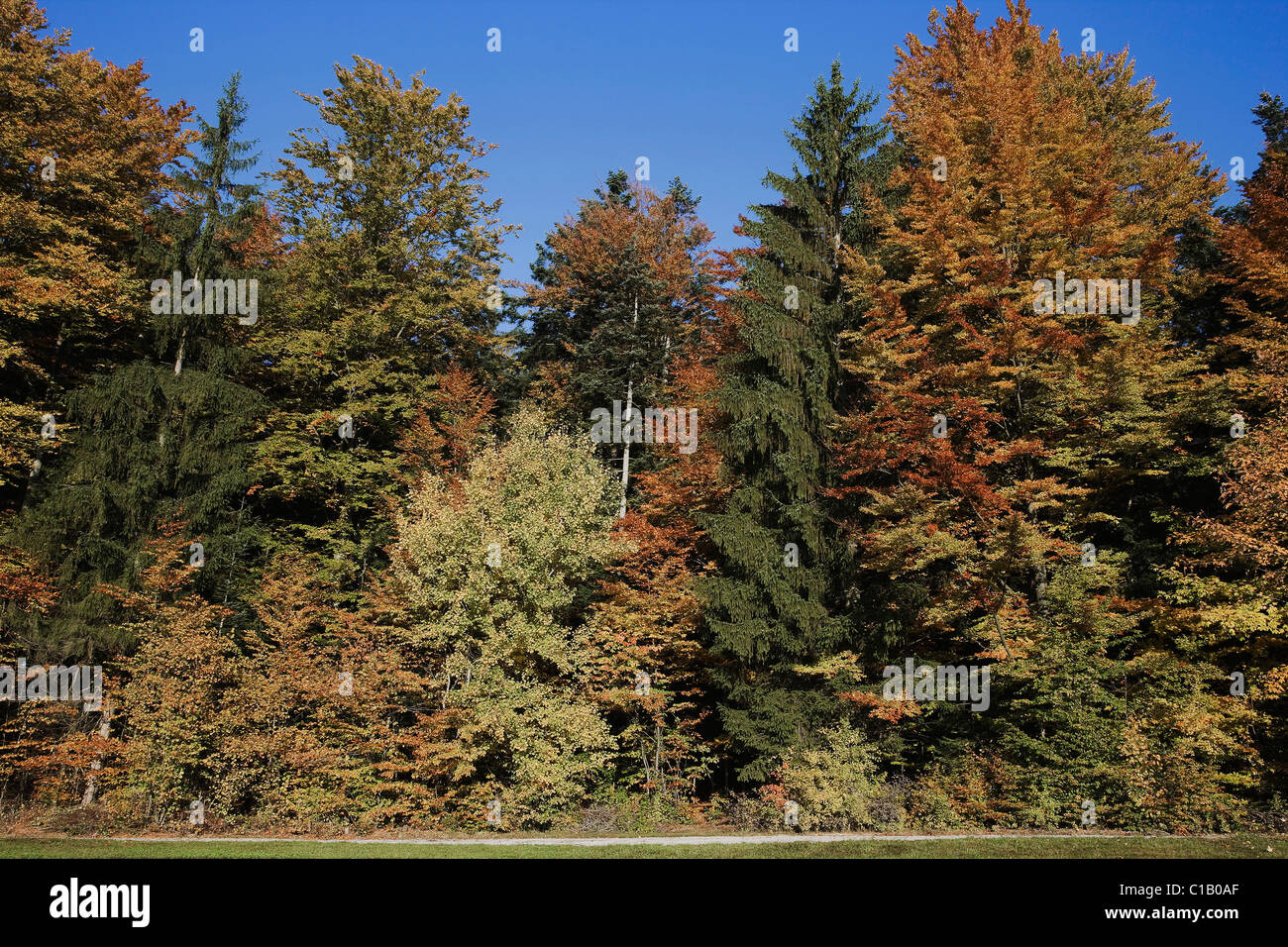 The richness of the vegetation of the forest around the Bavarian Forest ...