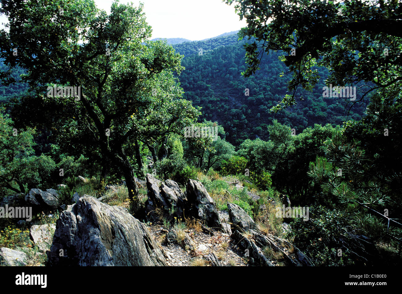 France, Var, Maures massif (mountain range Stock Photo - Alamy