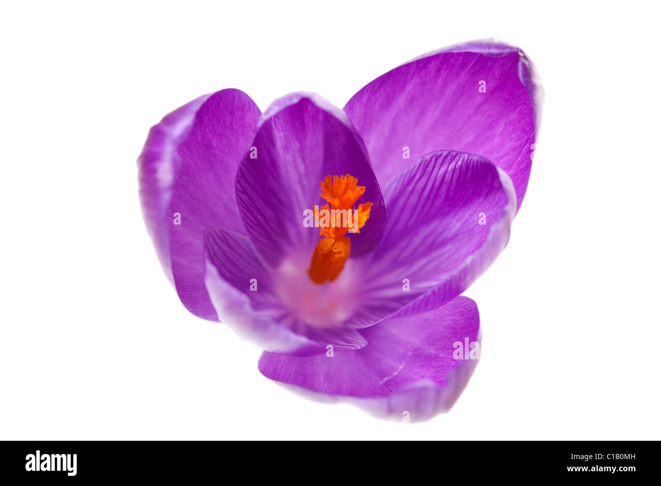 pink Dutch spring crocus flower over white background Stock Photo - Alamy