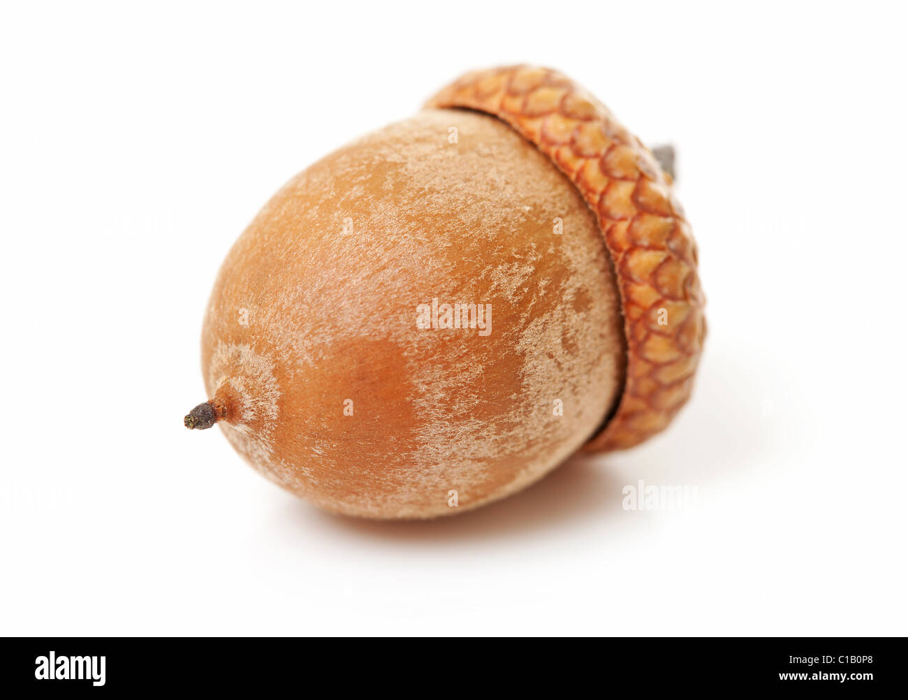 macro of single acorn over white background Stock Photo - Alamy