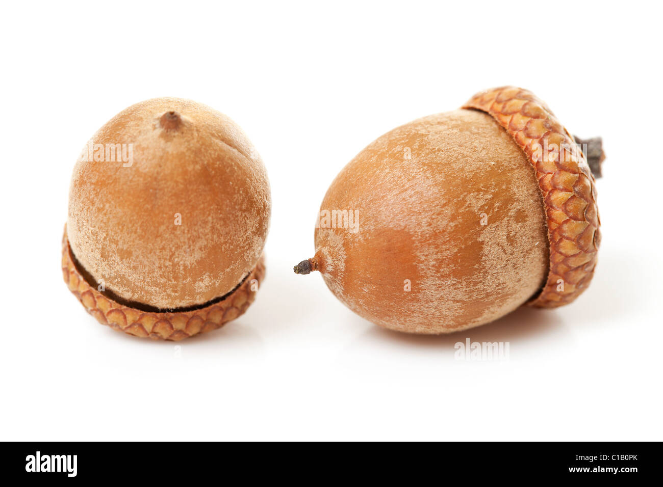 Two acorns hi-res stock photography and images - Alamy
