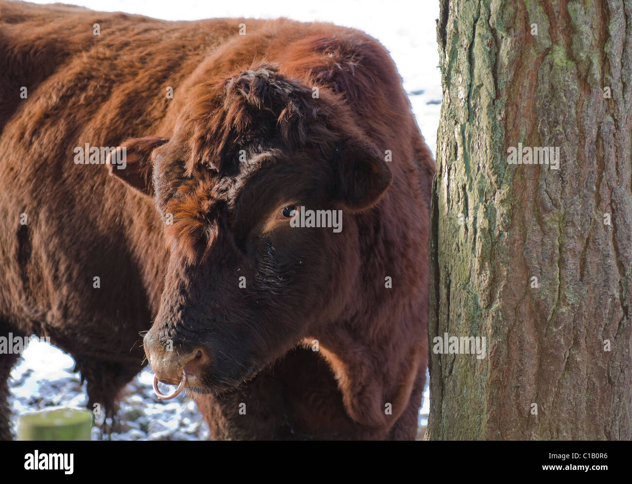 Red bull ring hi-res stock photography and images - Alamy