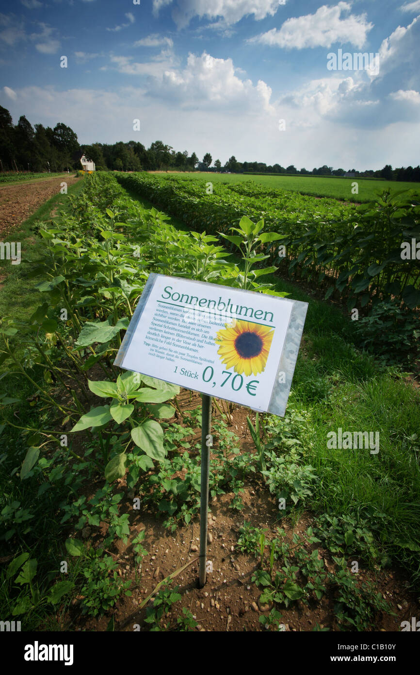 Selling sunflowers hi-res stock photography and images - Alamy