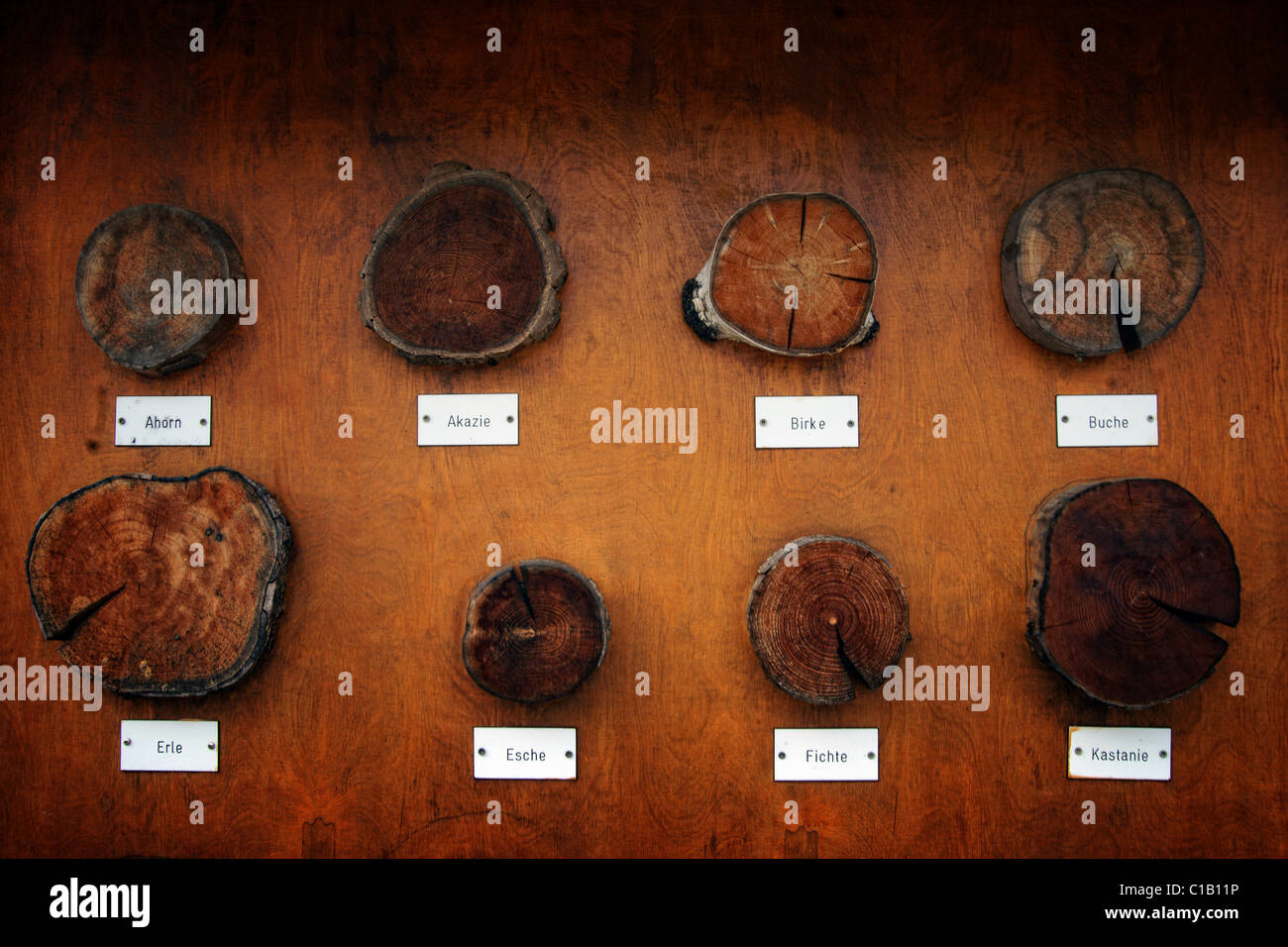 Tree rings hi-res stock photography and images - Alamy