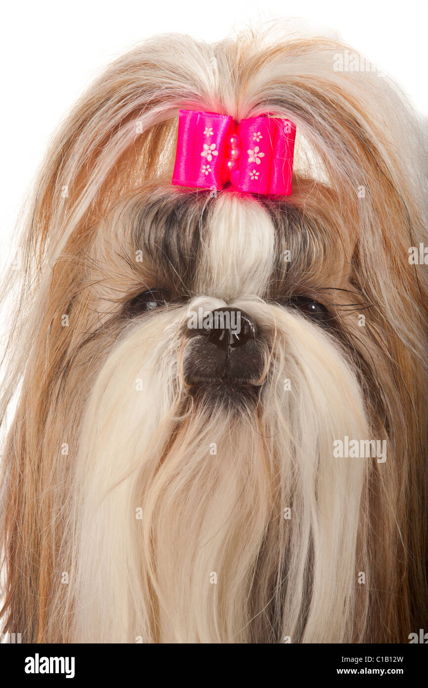 Shih tzu dog show hi-res stock photography and images - Alamy