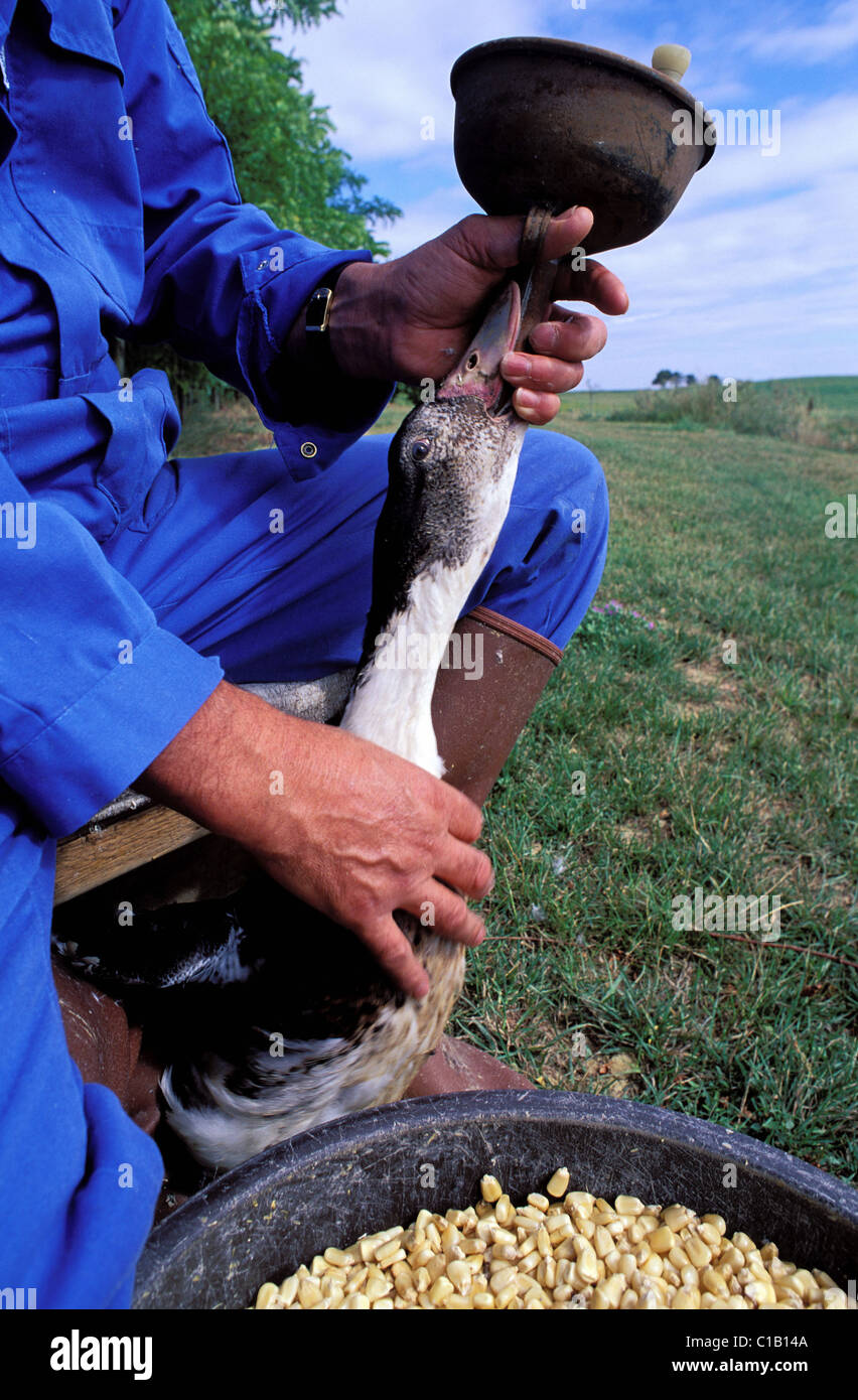 France, Gers, traditional goose stuffing in Laouellee farm Stock Photo ...